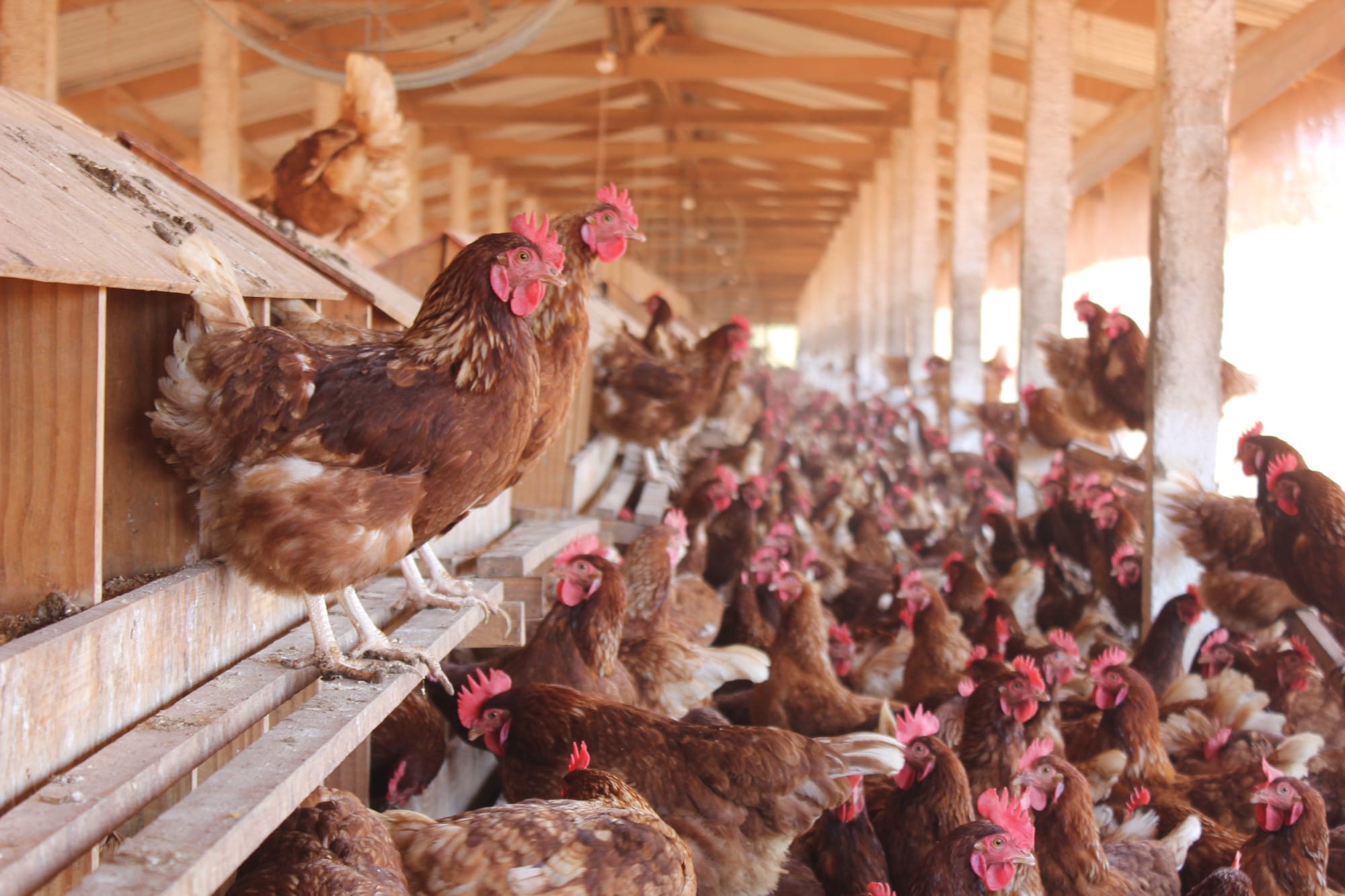 Veja como é a produção de ovos cage-free: galinhas poedeiras criadas ...